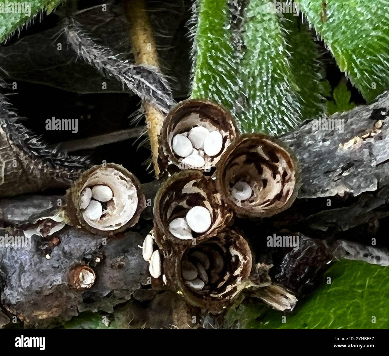 common bird's nest fungus (Crucibulum laeve Stock Photo - Alamy