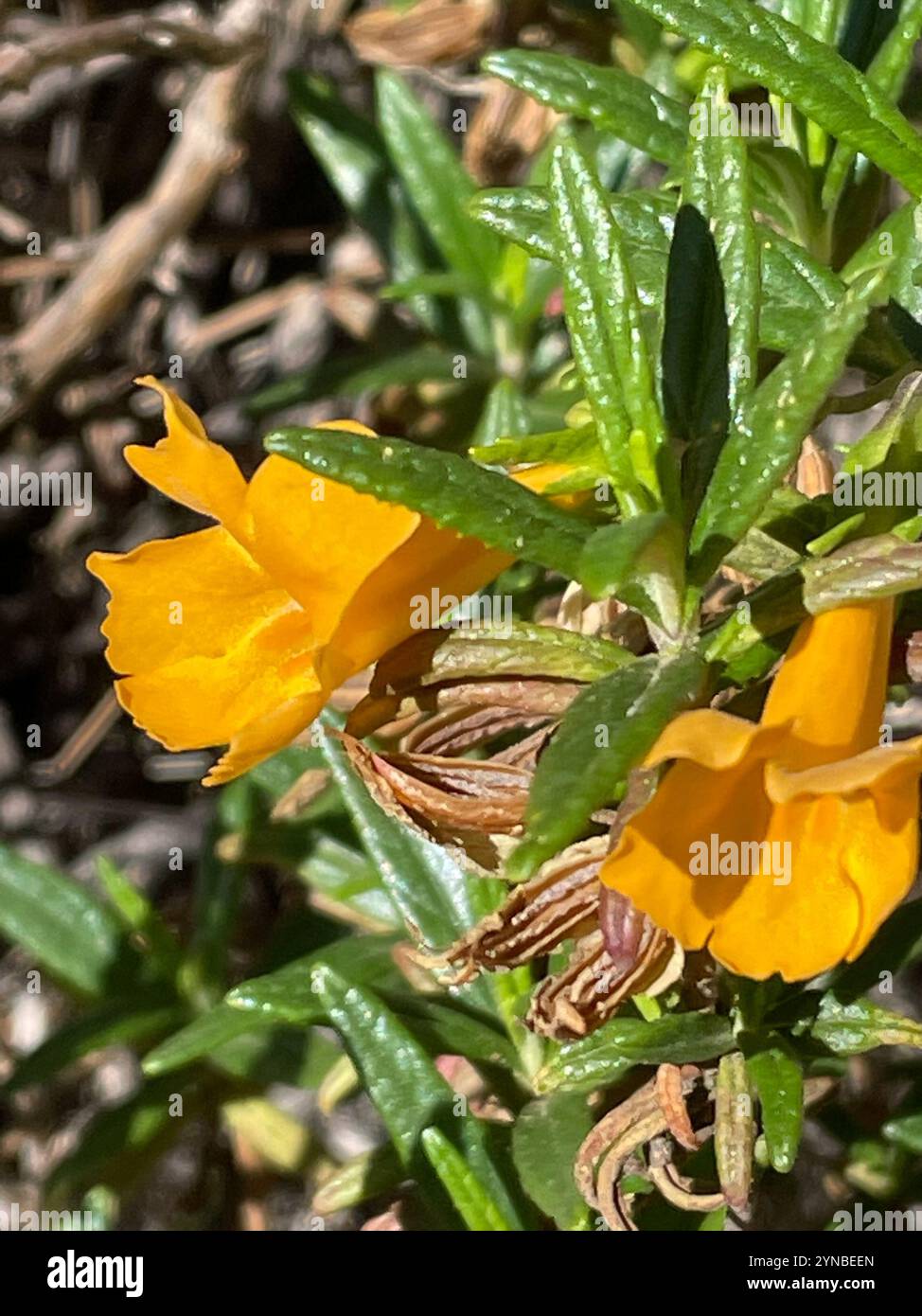 orange bush monkeyflower (Diplacus aurantiacus Stock Photo - Alamy