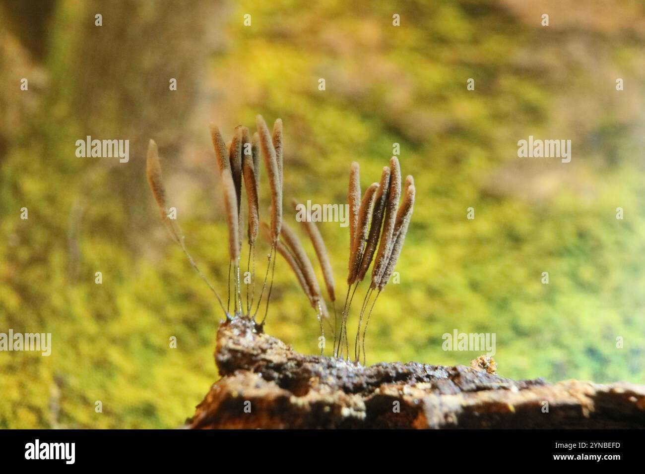 (Stemonitis axifera smithii Stock Photo - Alamy