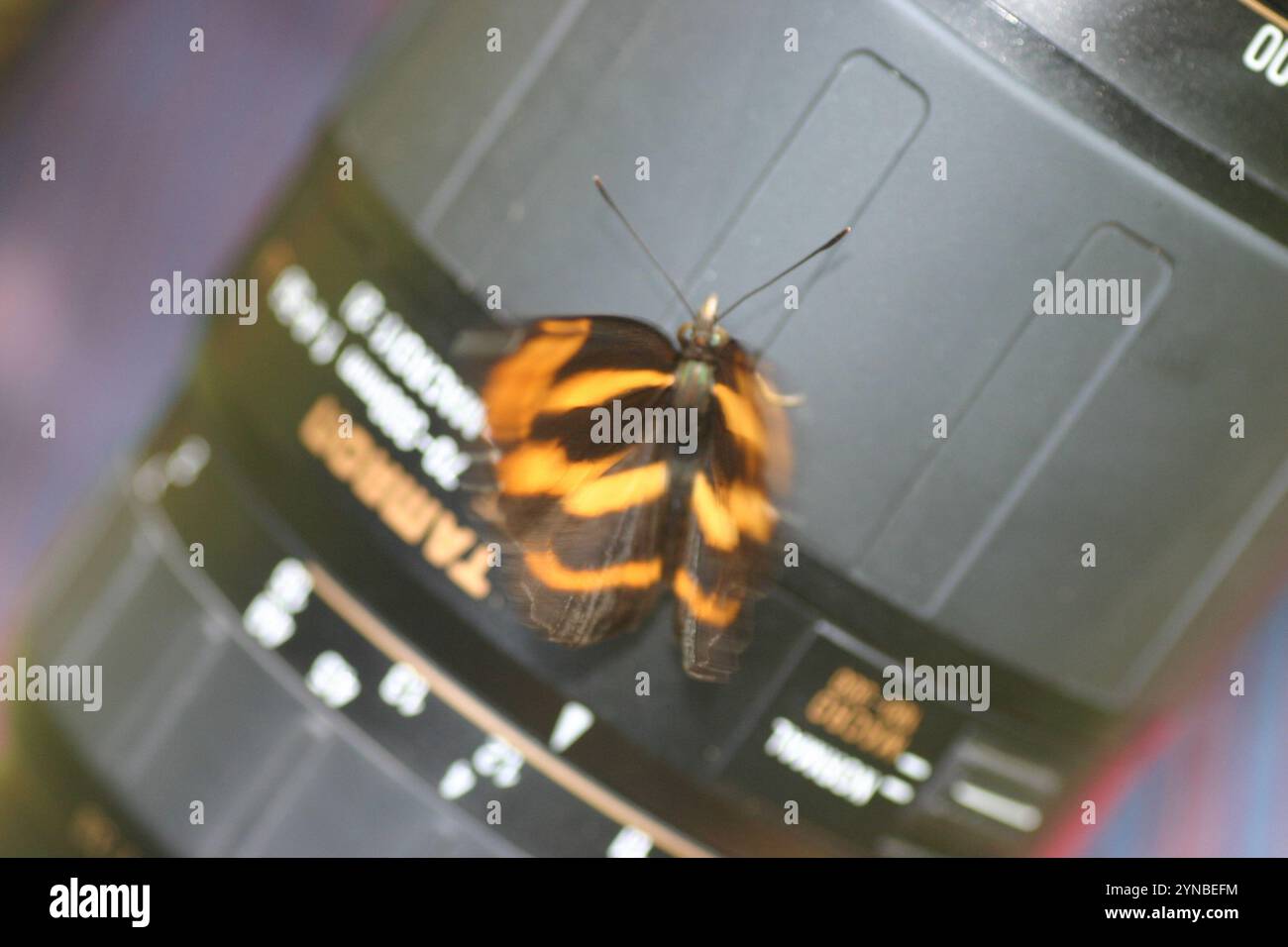 Small Yellow Sailer (Neptis miah Stock Photo - Alamy