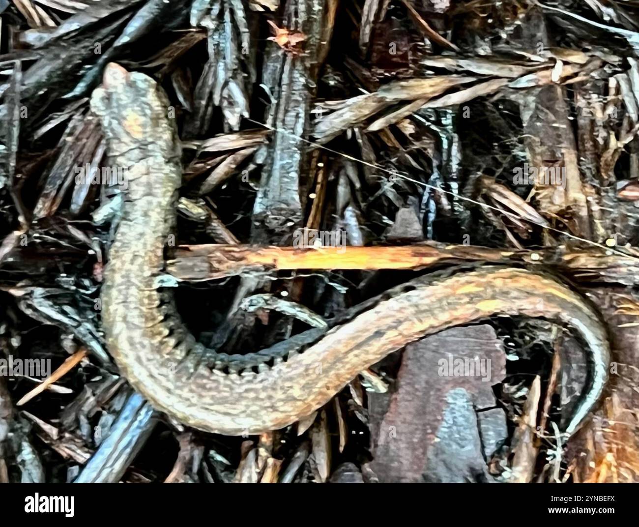 California Slender Salamander (Batrachoseps attenuatus Stock Photo - Alamy