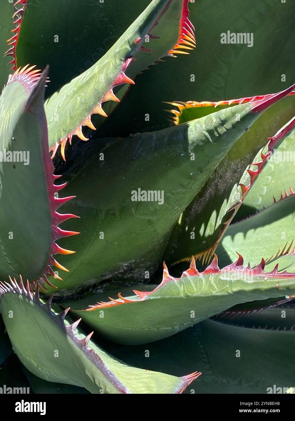 Shaws agave agave shawii hi-res stock photography and images - Alamy