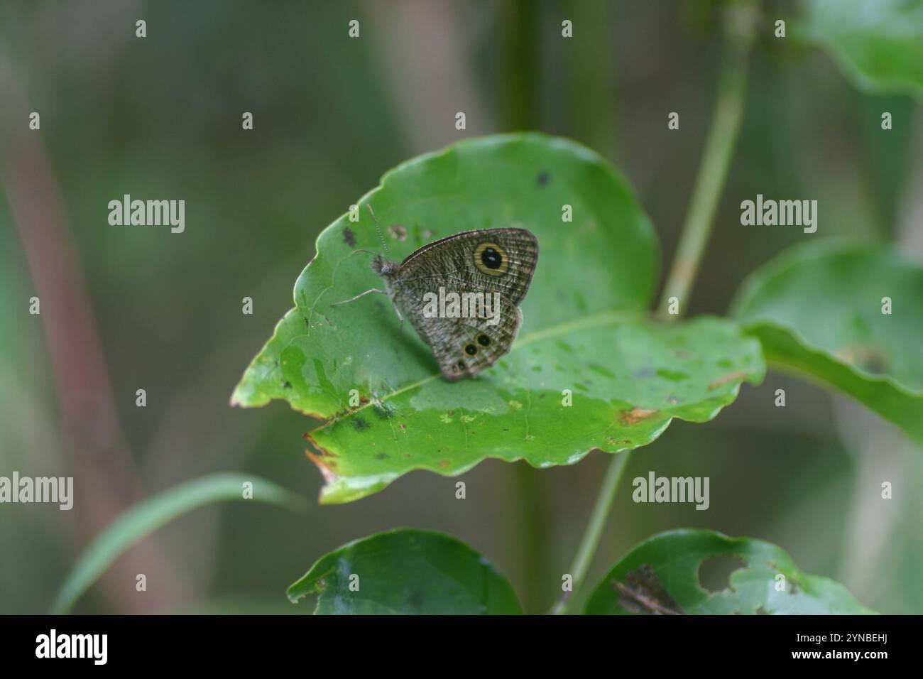 Common Five-ring (Ypthima baldus Stock Photo - Alamy