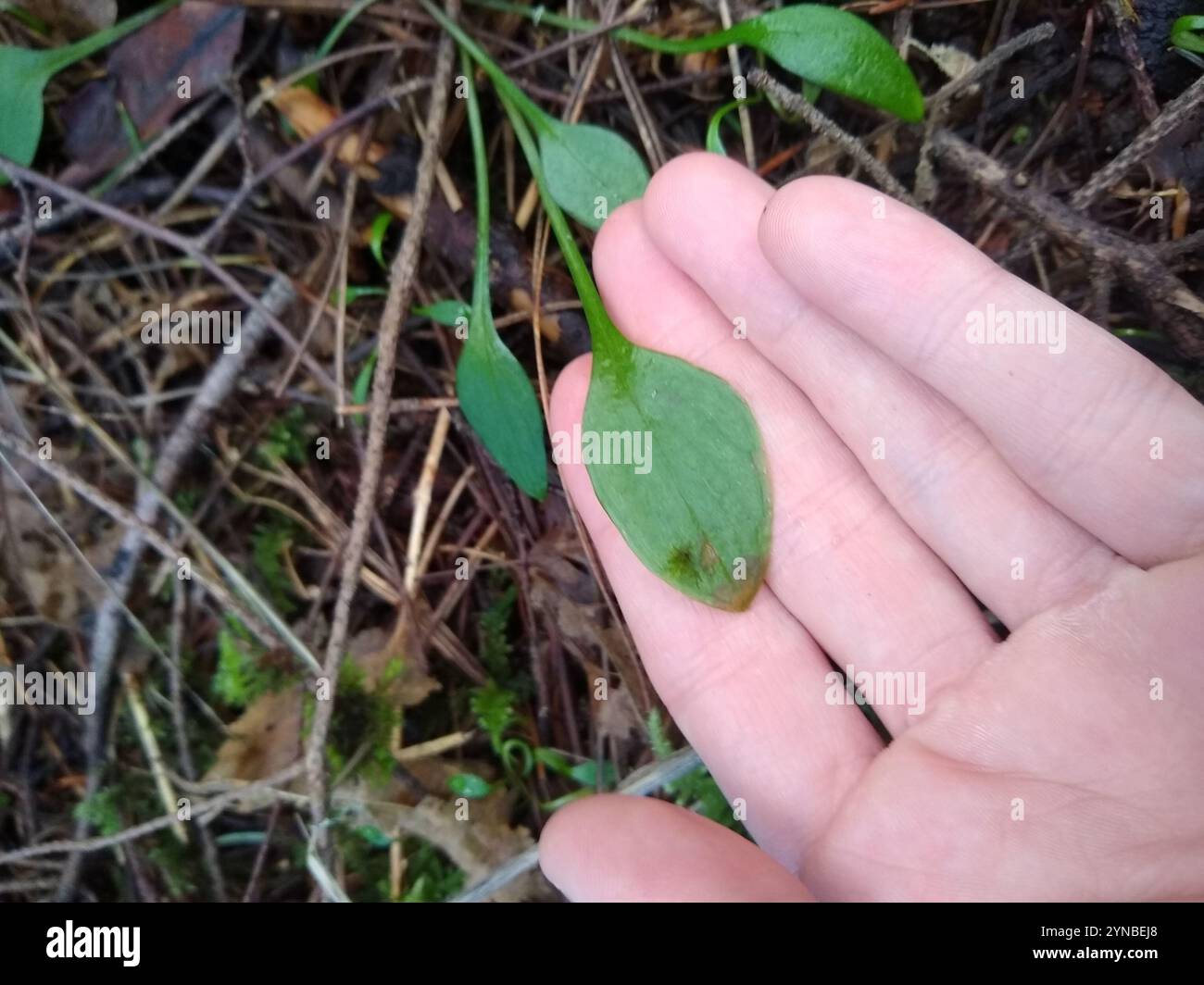 spring beauties (Claytonia Stock Photo - Alamy