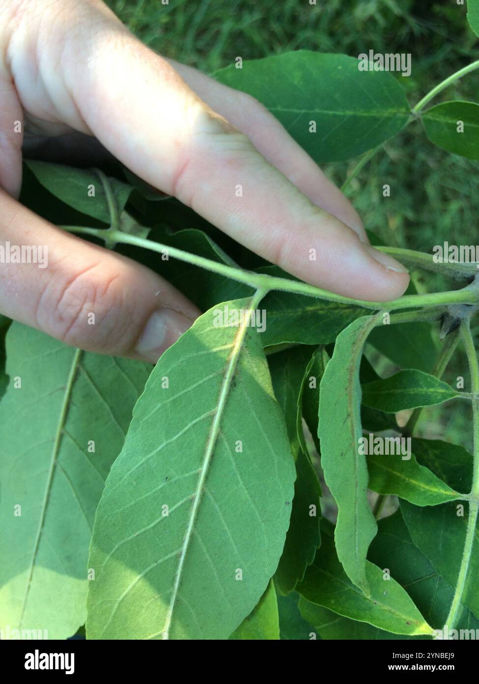 red ash (Fraxinus pennsylvanica pennsylvanica Stock Photo - Alamy