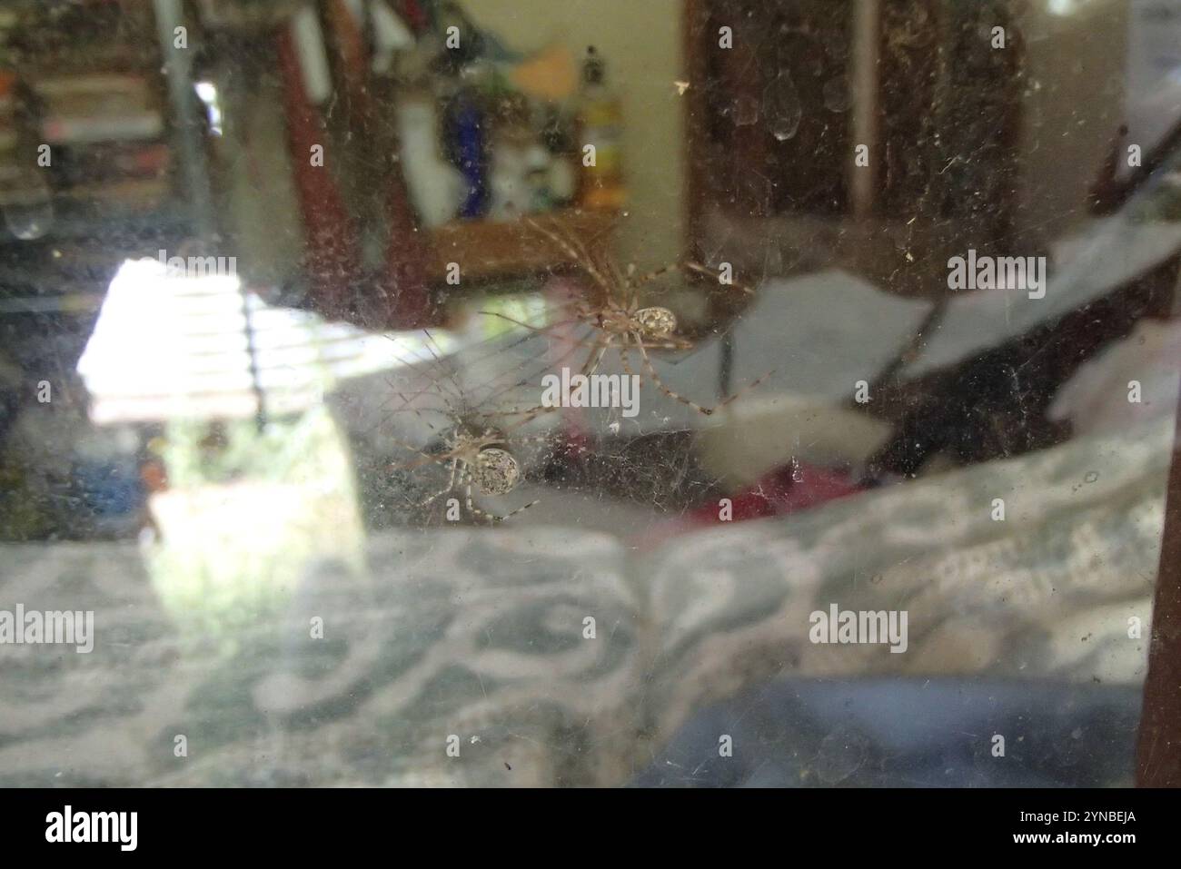 White porch spider (Cryptachaea gigantipes Stock Photo - Alamy