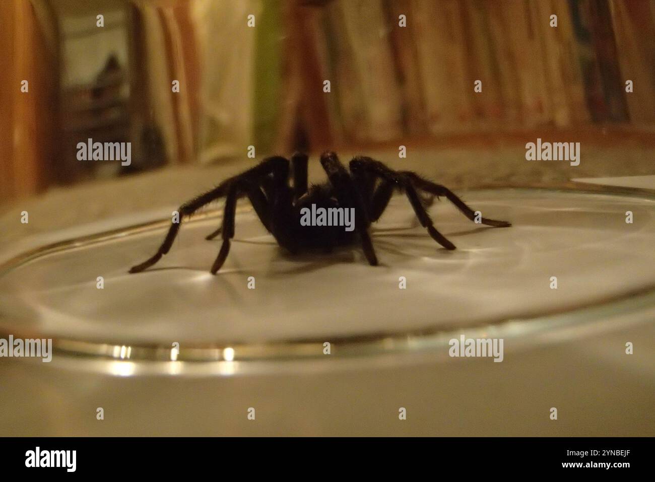 Brown Trapdoor Spiders (Arbanitis Stock Photo - Alamy