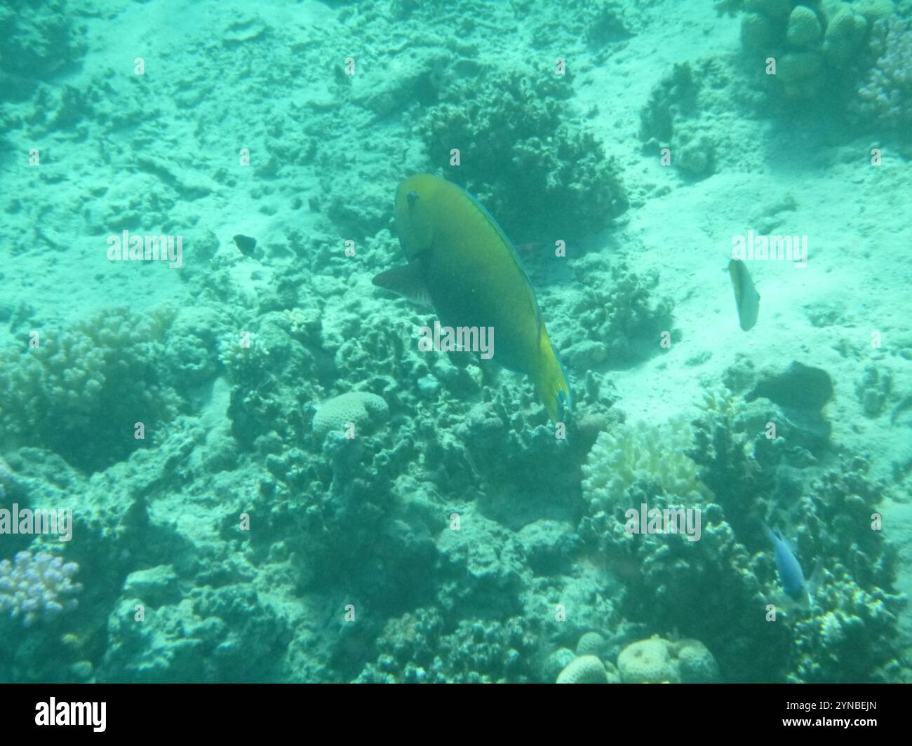 Chlorurus gibbus hi-res stock photography and images - Alamy