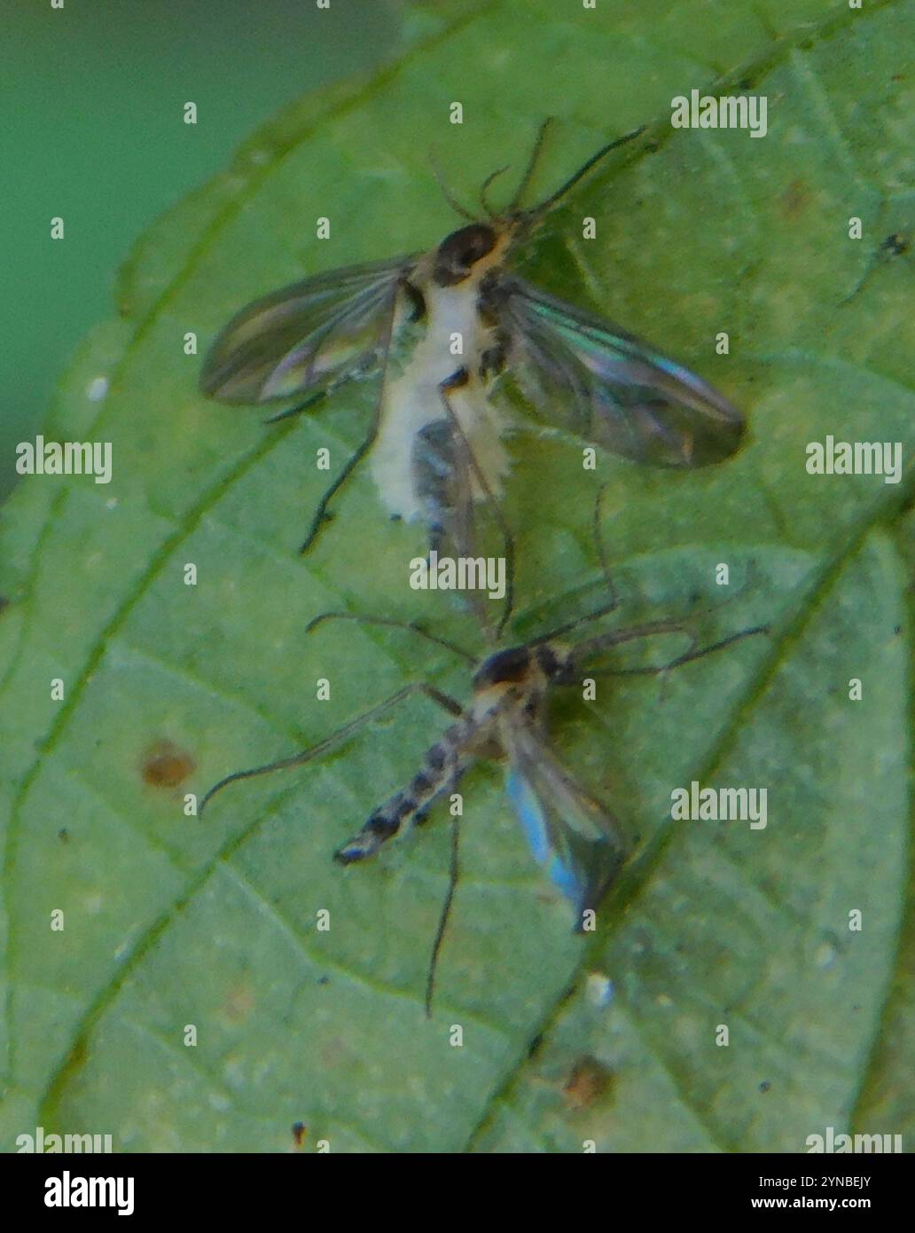 Entomophthorales hi-res stock photography and images - Alamy