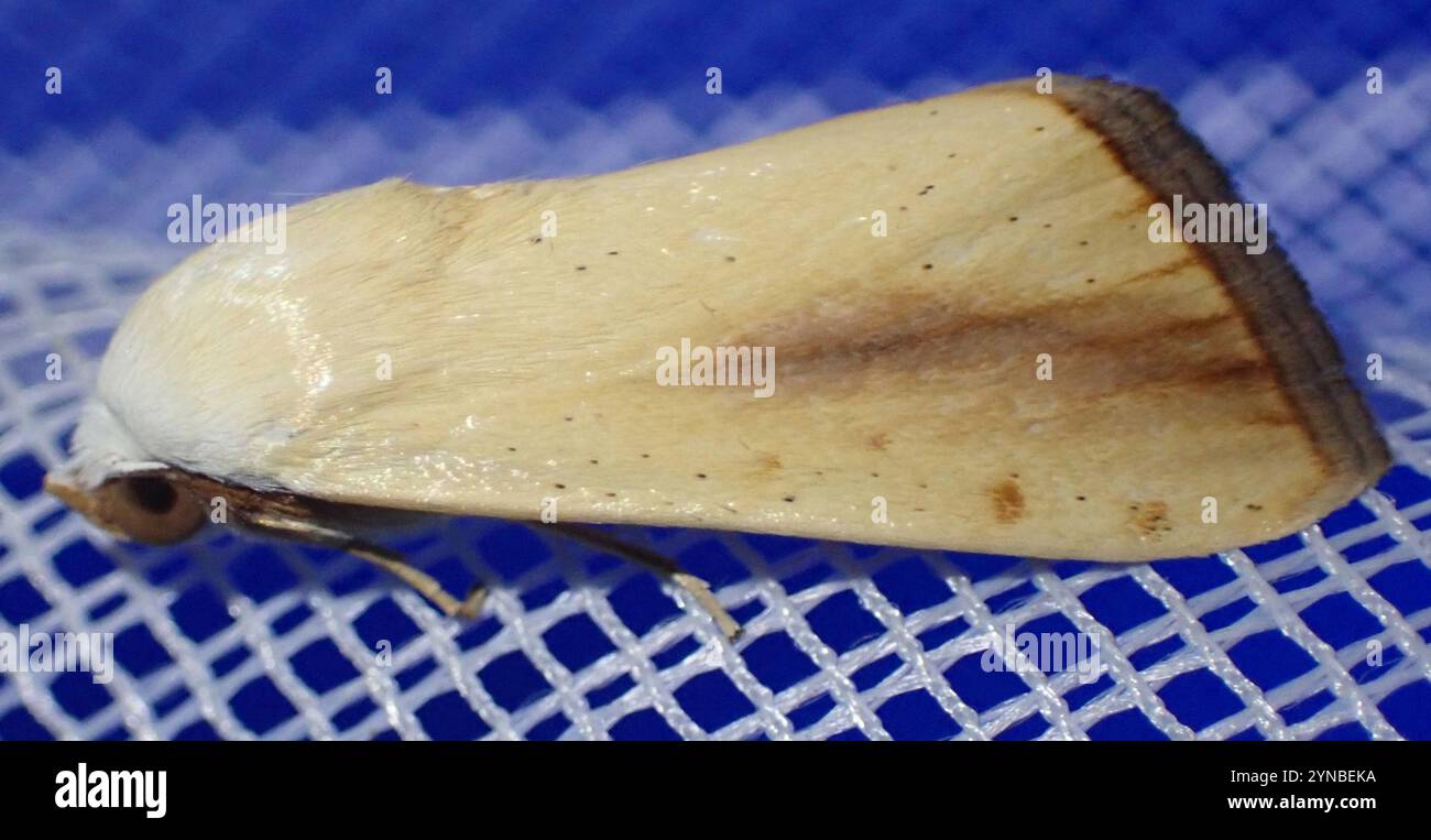 Xanthodes hi-res stock photography and images - Alamy