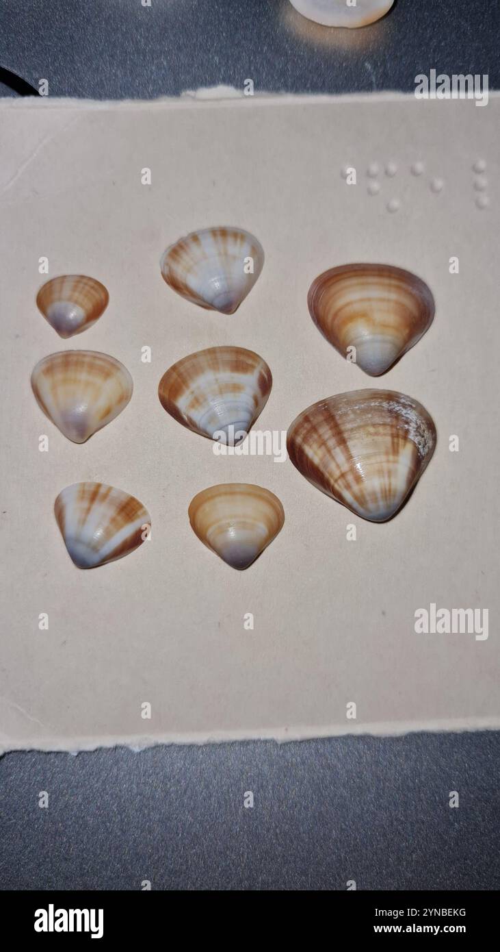 Trigonal Tivela (Tivela mactroides Stock Photo - Alamy