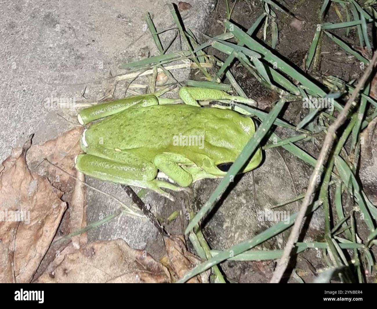 Waxy Monkey Tree Frog (Phyllomedusa sauvagii Stock Photo - Alamy