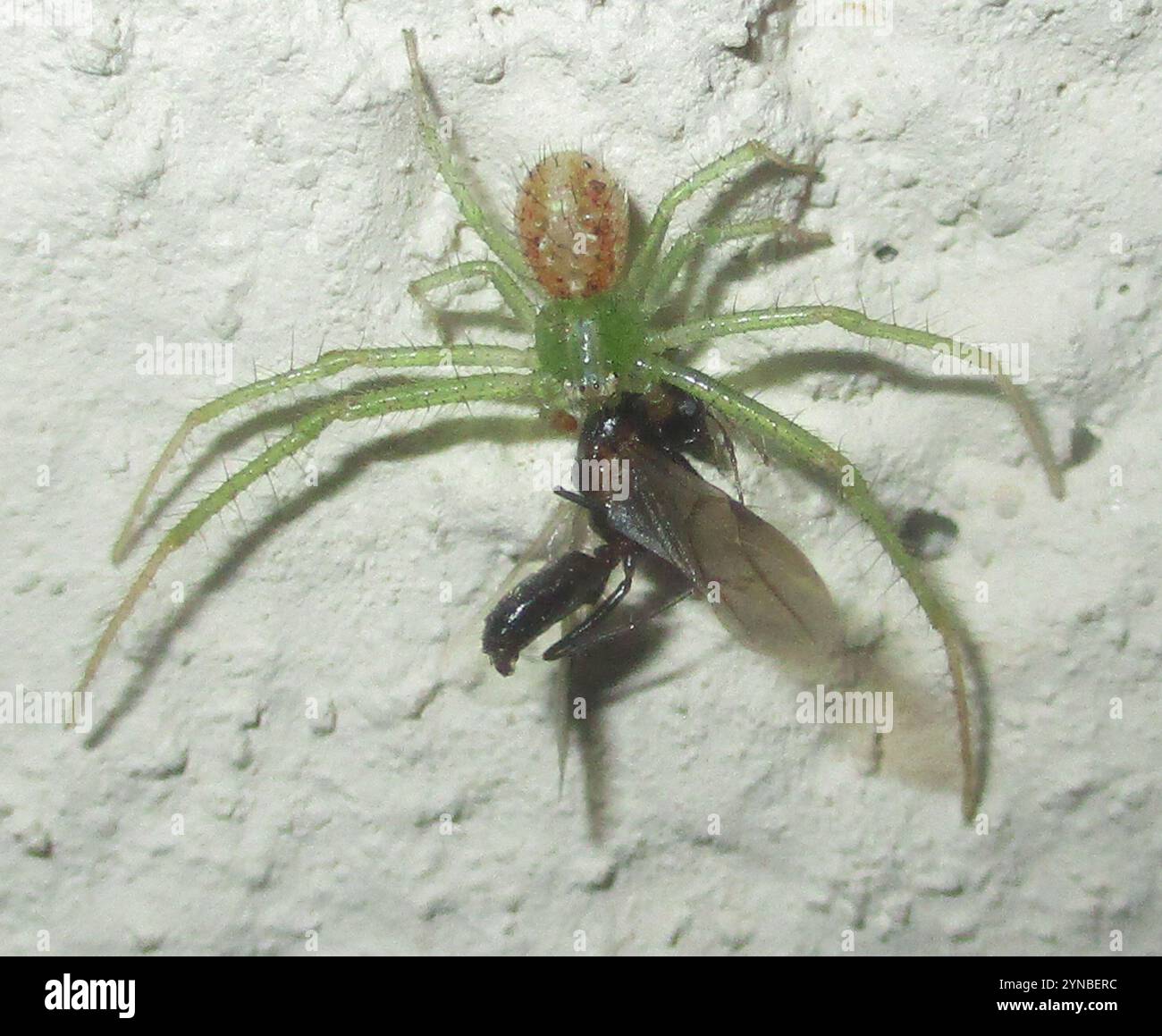 Flower Spiders (Diaea Stock Photo - Alamy