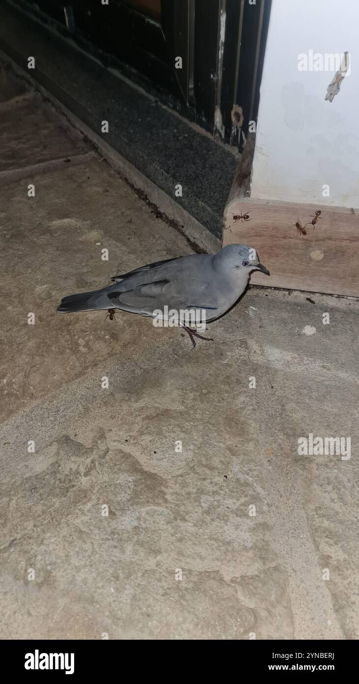 Picuí Ground Dove (Columbina picui Stock Photo - Alamy