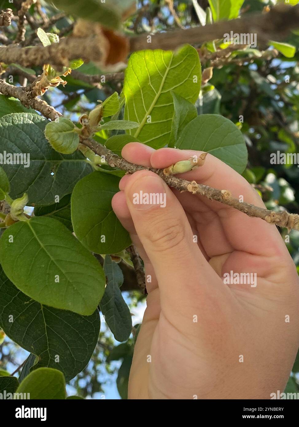 Ficus cotinifolia hi-res stock photography and images - Alamy