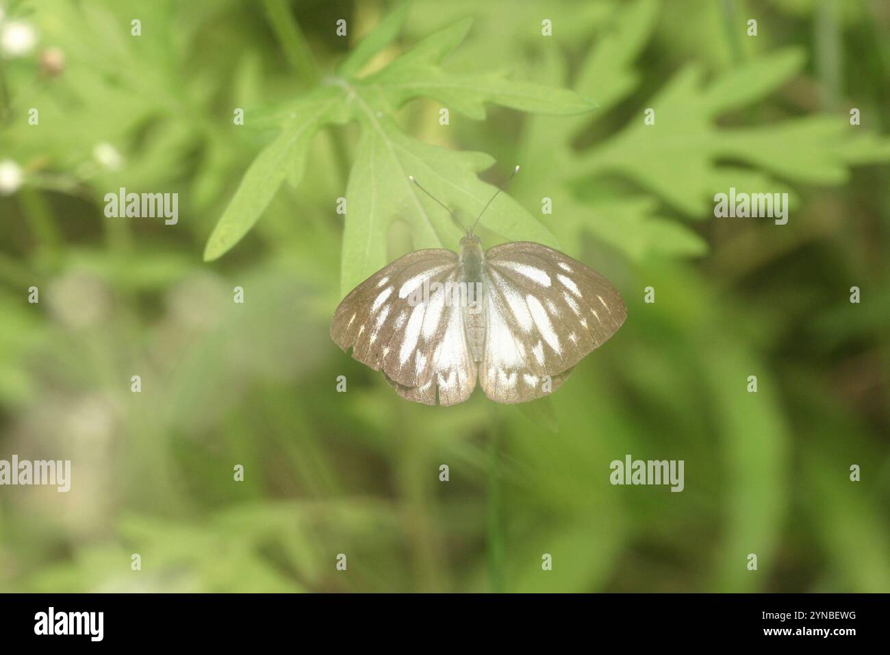 Common Gull (Cepora nerissa Stock Photo - Alamy