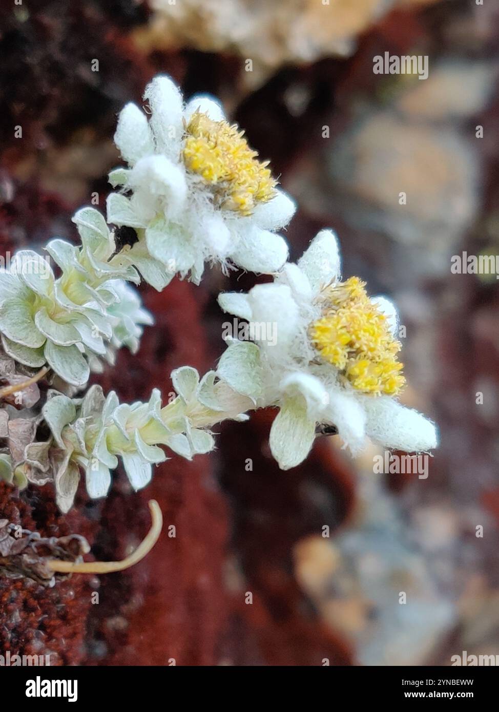 South Island Edelweiss (Leucogenes grandiceps Stock Photo - Alamy