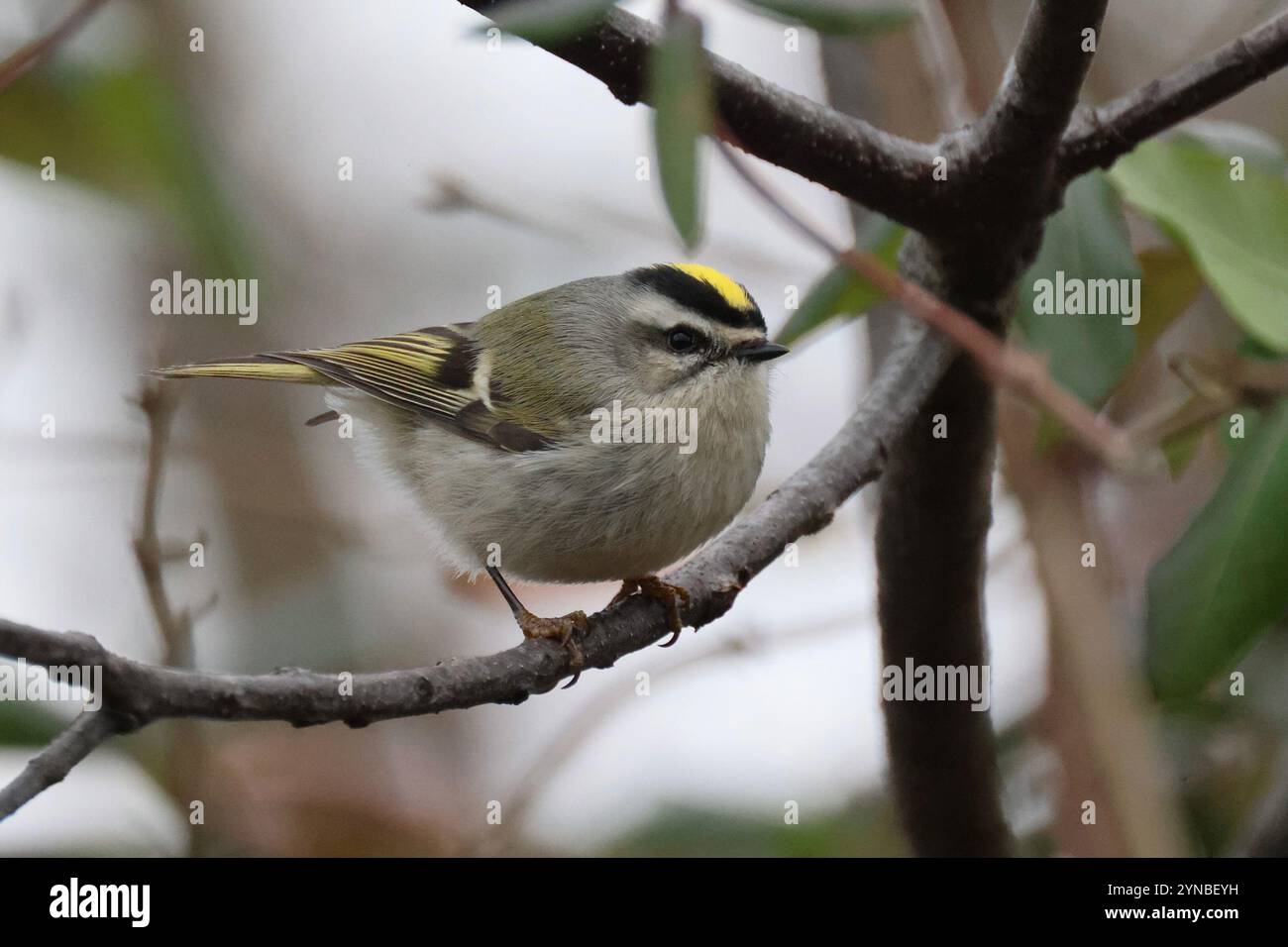 Golden-crowned Kinglet (Regulus satrapa Stock Photo - Alamy