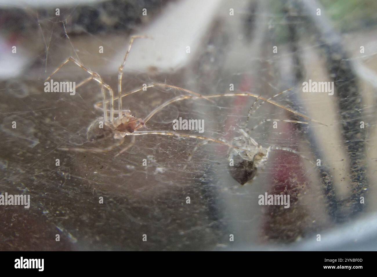 White porch spider (Cryptachaea gigantipes Stock Photo - Alamy