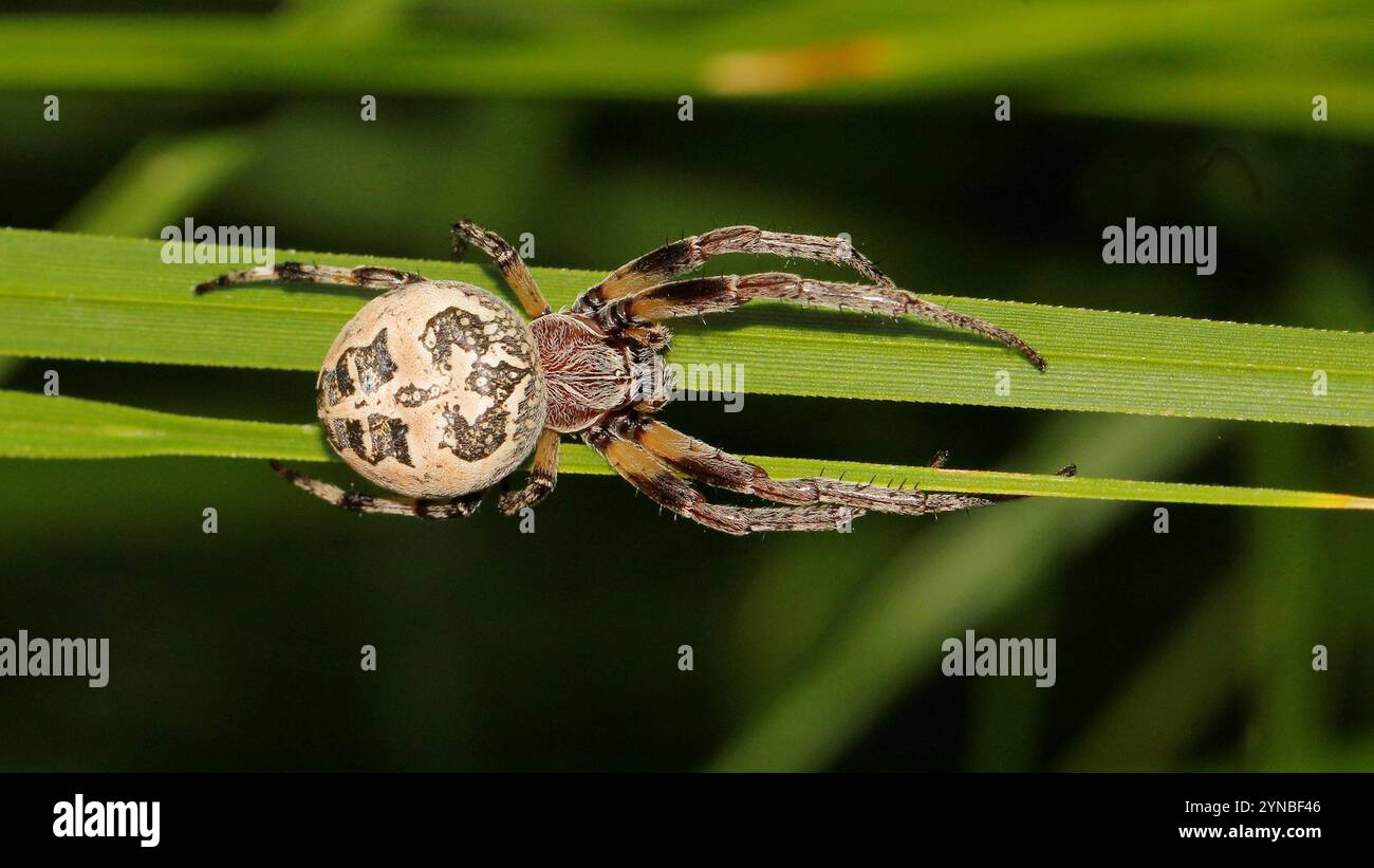Furrow Spiders (Larinioides Stock Photo - Alamy