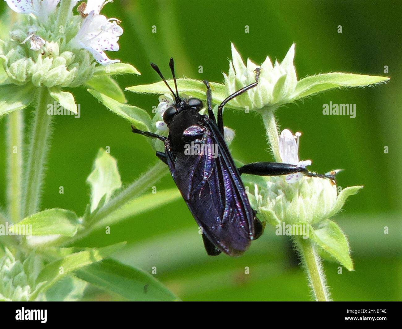 Mydas clavatus hi-res stock photography and images - Alamy