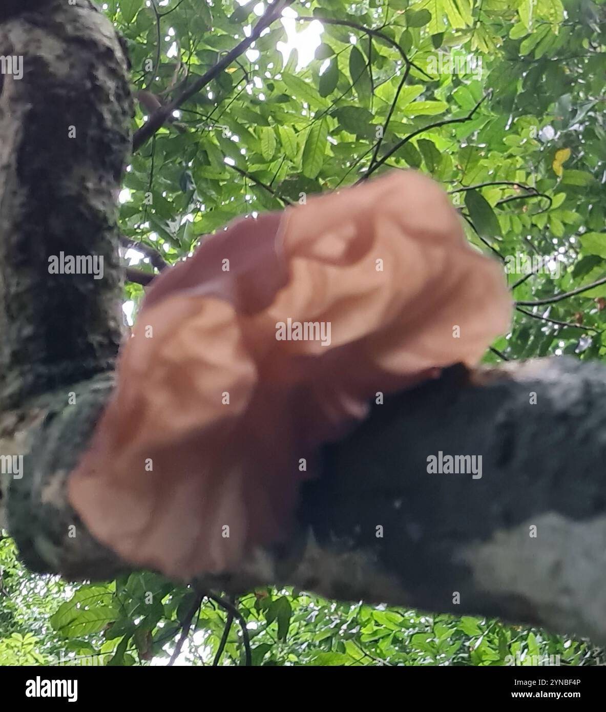 Jelly Tree Ear (Auricularia americana Stock Photo - Alamy