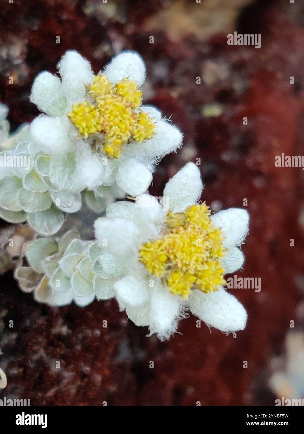 South Island Edelweiss (Leucogenes grandiceps Stock Photo - Alamy
