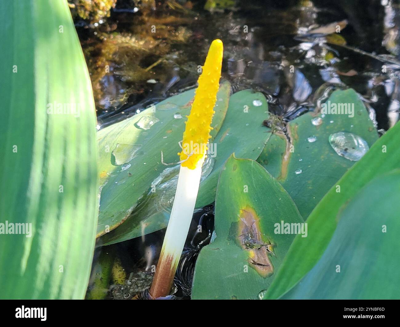 Orontium golden club hi-res stock photography and images - Alamy