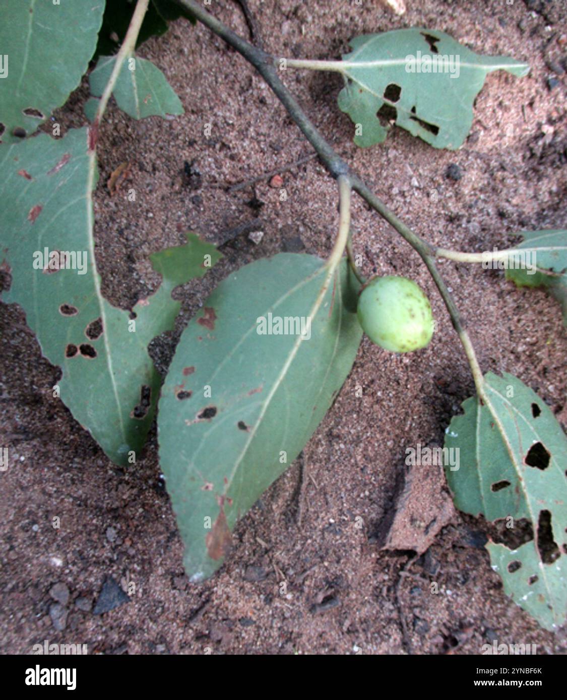 buffalo-thorn (Ziziphus mucronata Stock Photo - Alamy