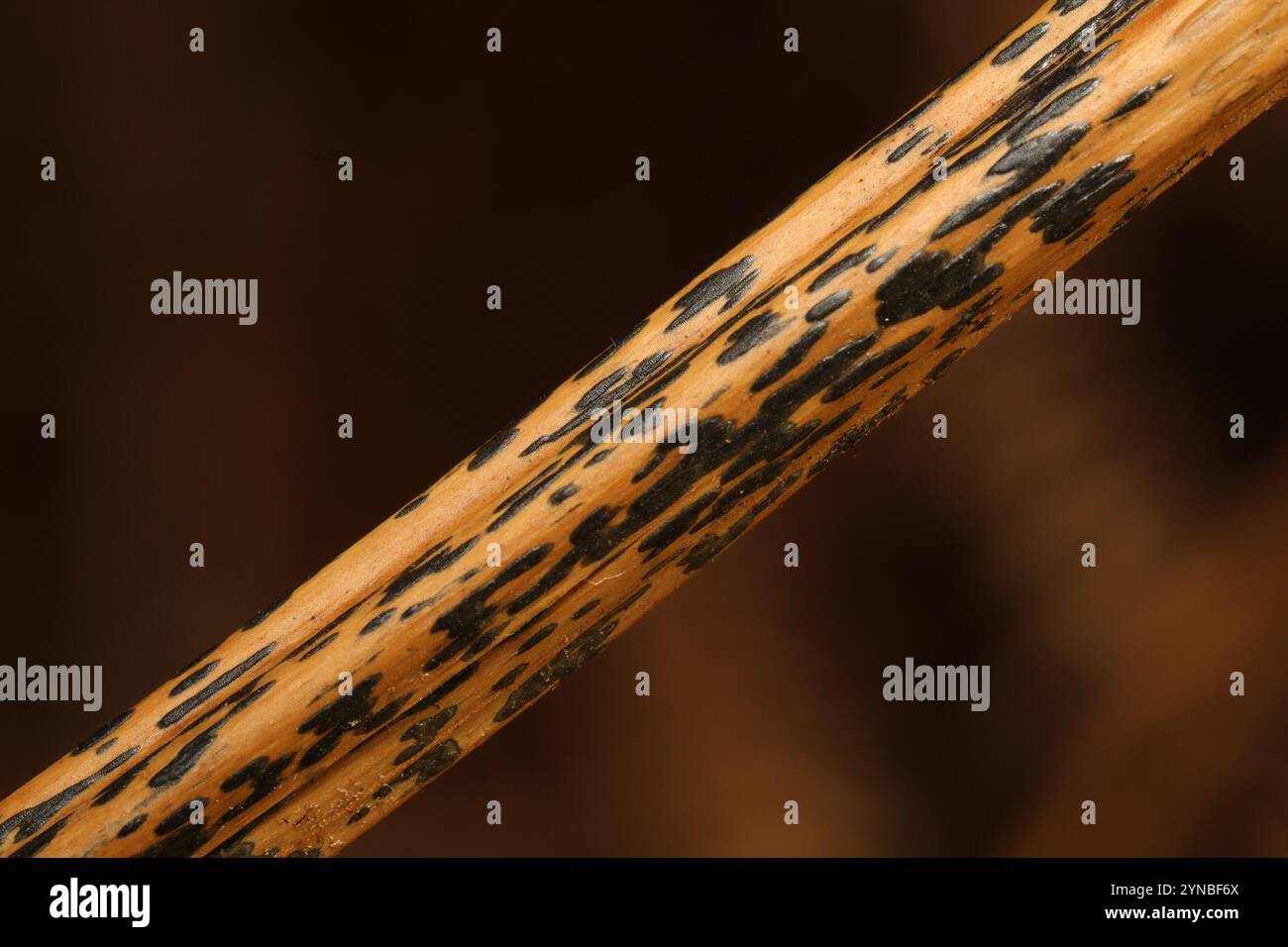 Bracken Map (Rhopographus filicinus Stock Photo - Alamy