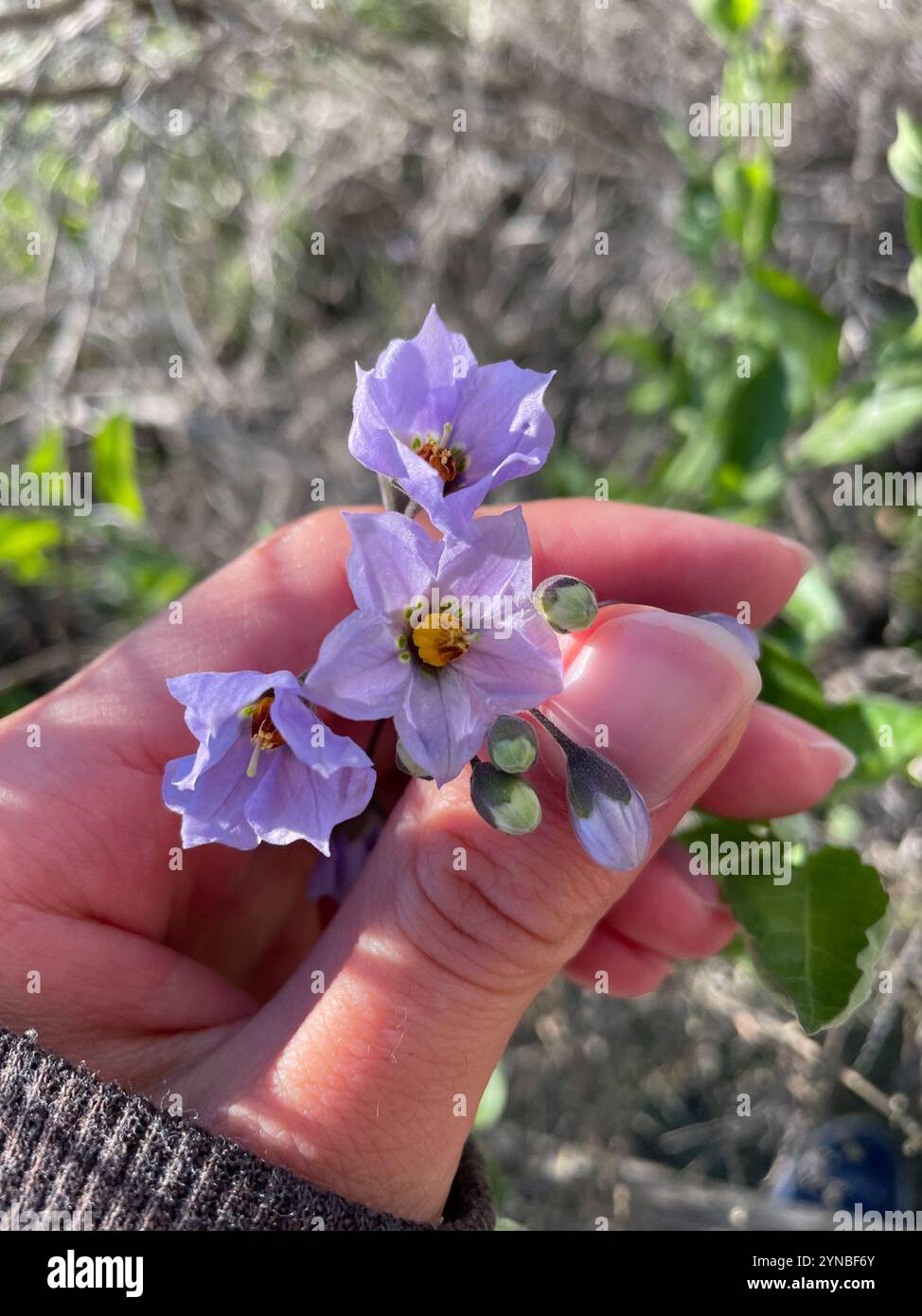 bluewitch nightshade (Solanum umbelliferum Stock Photo - Alamy