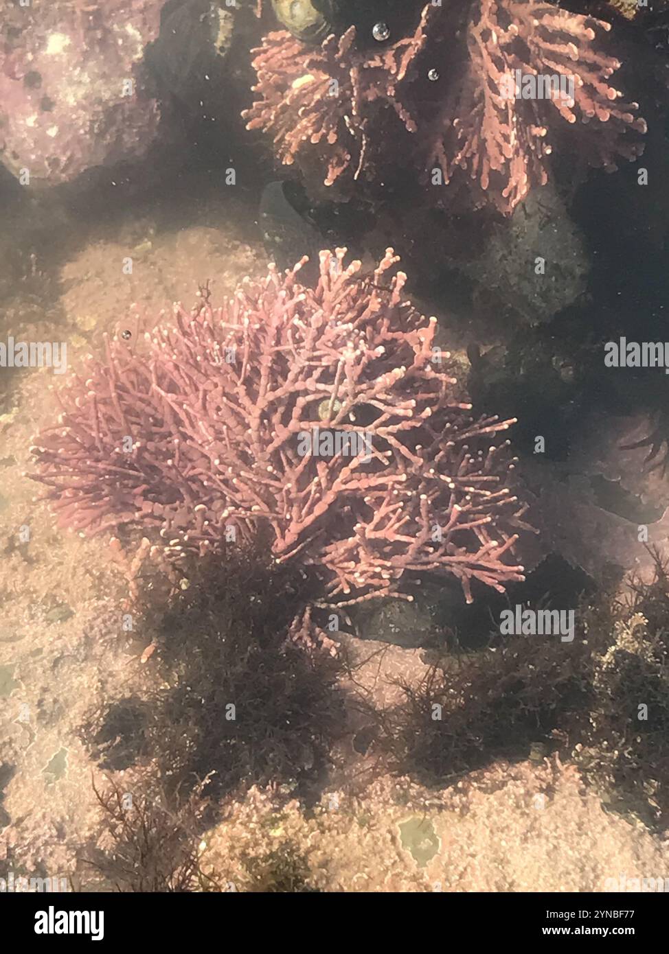 Coralline algae (Corallinales Stock Photo - Alamy