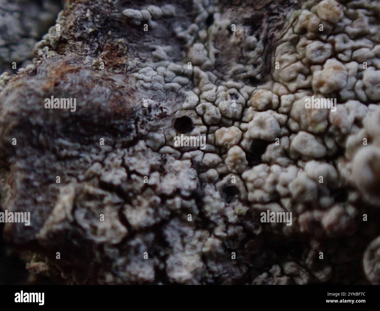 Ascomycete Fungi (Ascomycota Stock Photo - Alamy