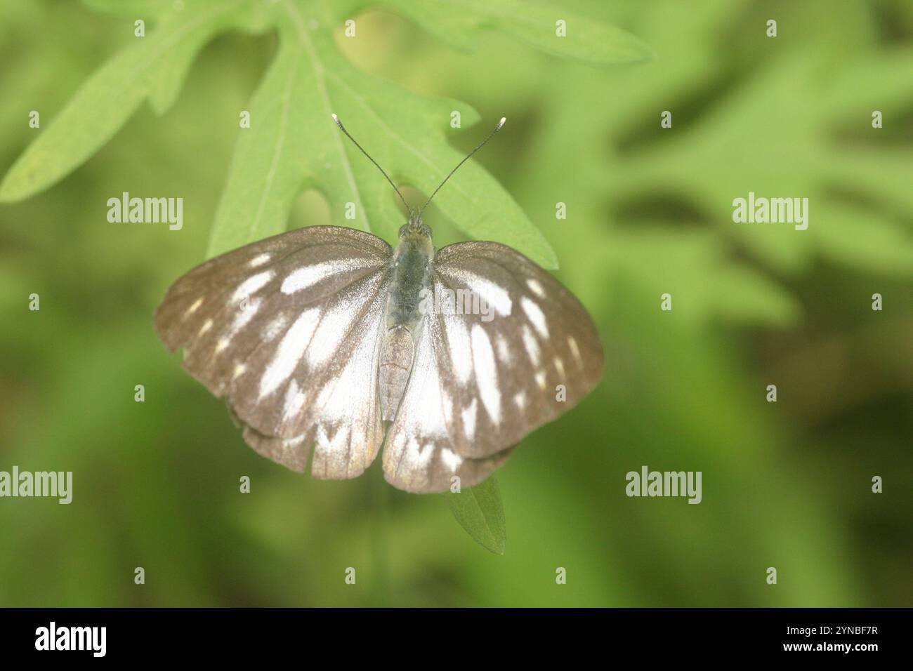 Common Gull (Cepora nerissa Stock Photo - Alamy