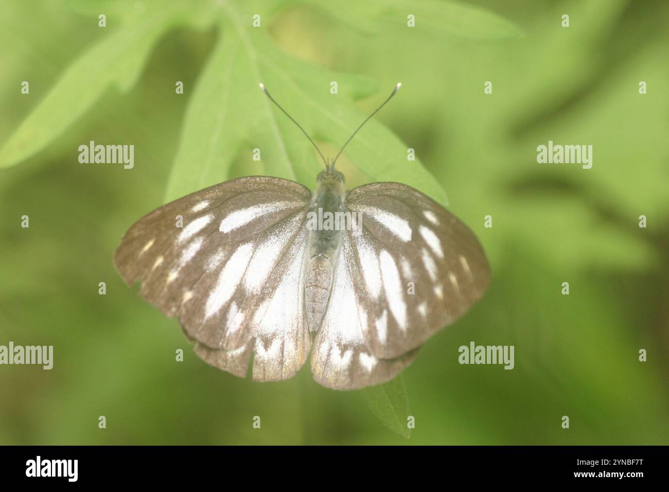 Common Gull (Cepora nerissa Stock Photo - Alamy