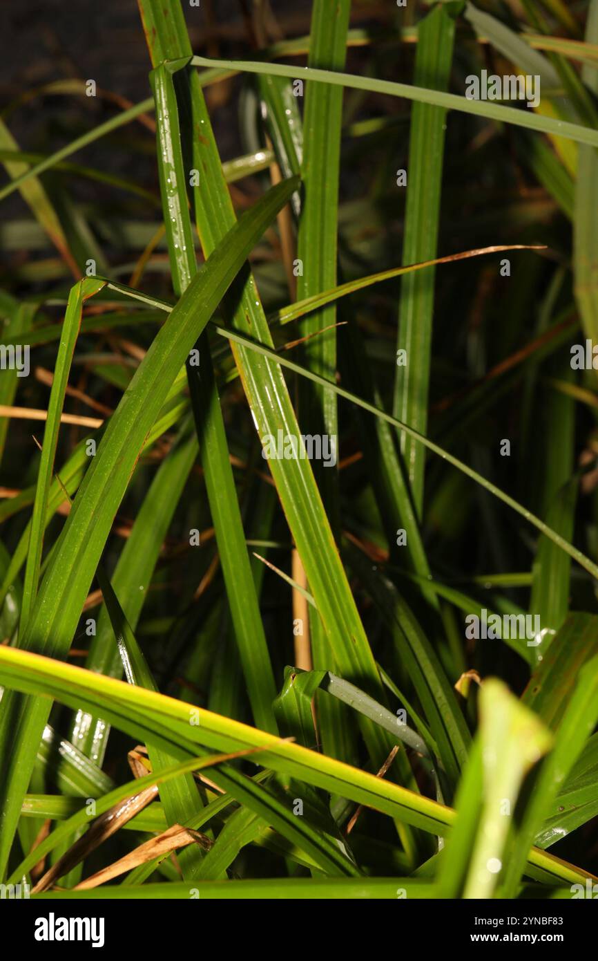 Hanging sedge (Carex pendula Stock Photo - Alamy