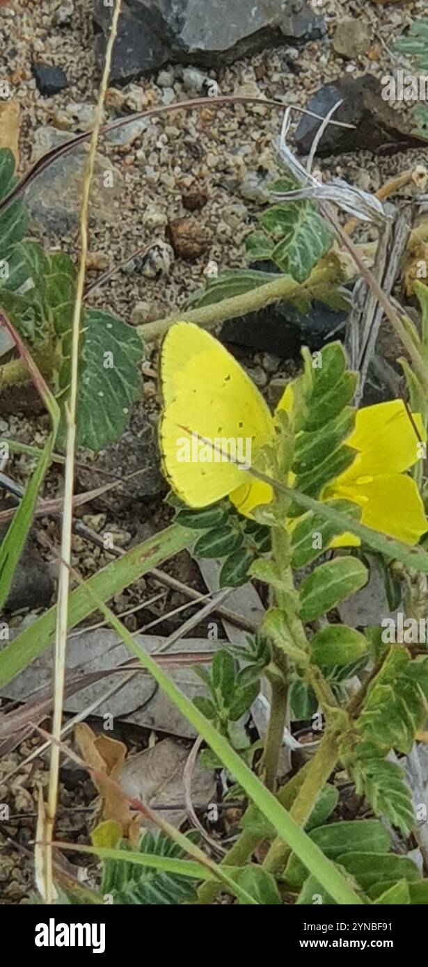 Small Grass-yellow (Eurema smilax Stock Photo - Alamy