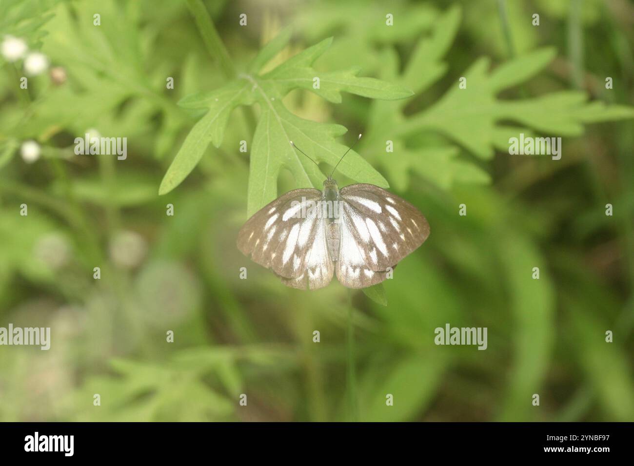 Common Gull (Cepora nerissa Stock Photo - Alamy