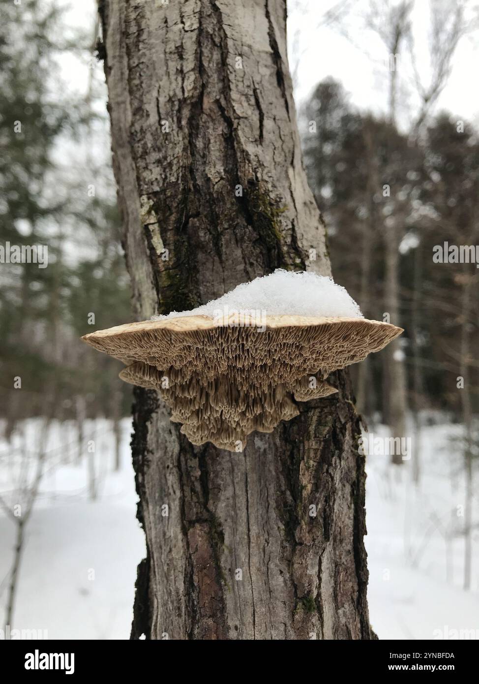 Thin-walled Maze Polypore (Daedaleopsis confragosa Stock Photo - Alamy