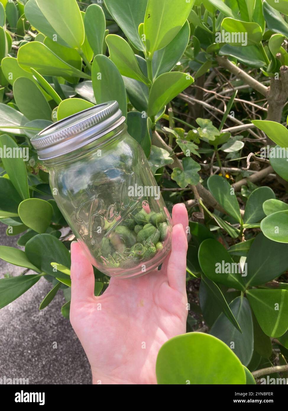 creeping cucumber (Melothria pendula Stock Photo - Alamy