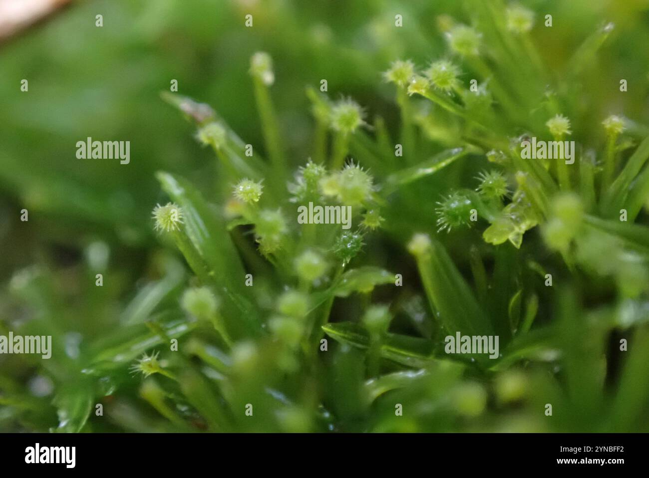 Texas Syrrhopodon Moss (Syrrhopodon texanus Stock Photo - Alamy