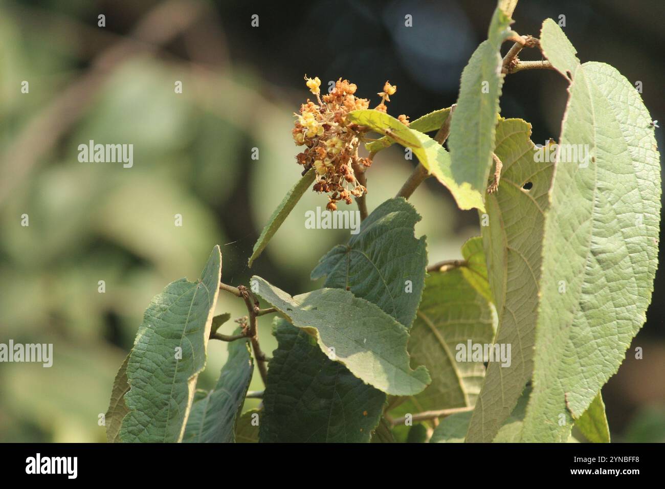 West Indian Elm (Guazuma ulmifolia Stock Photo - Alamy