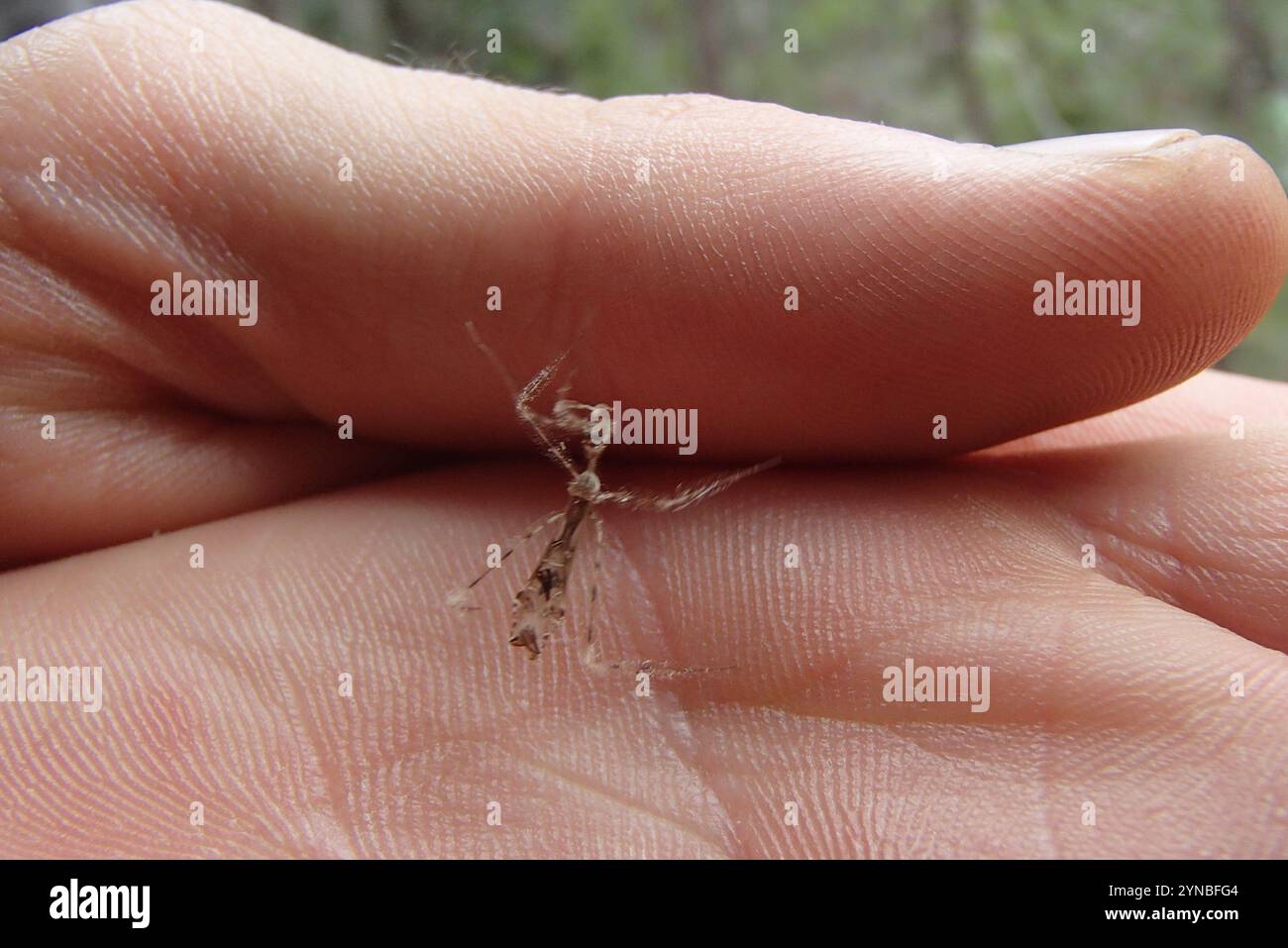 Spider Assassin Bugs (Stenolemus Stock Photo - Alamy