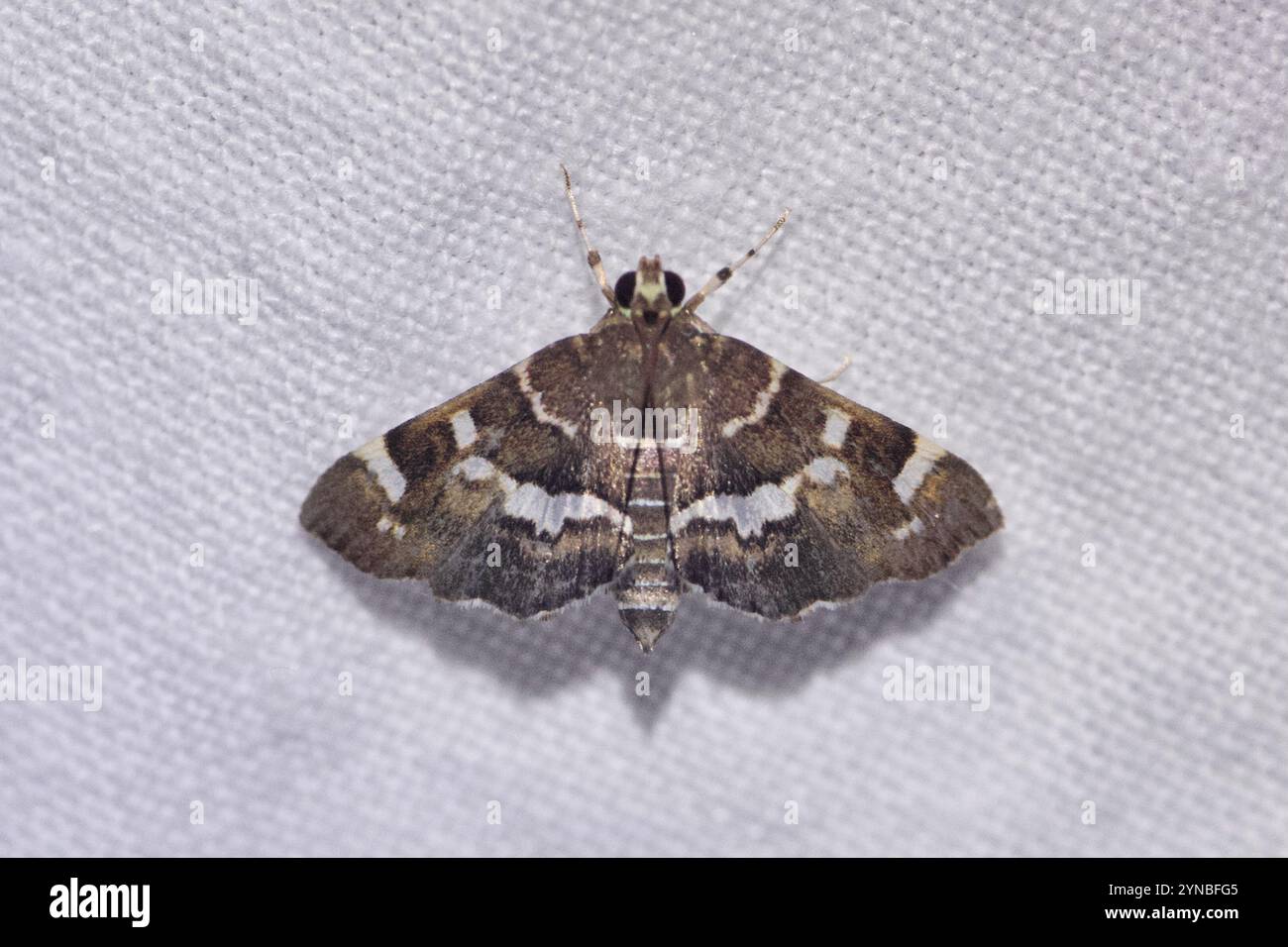 Spotted Beet Webworm Moth (Hymenia perspectalis Stock Photo - Alamy