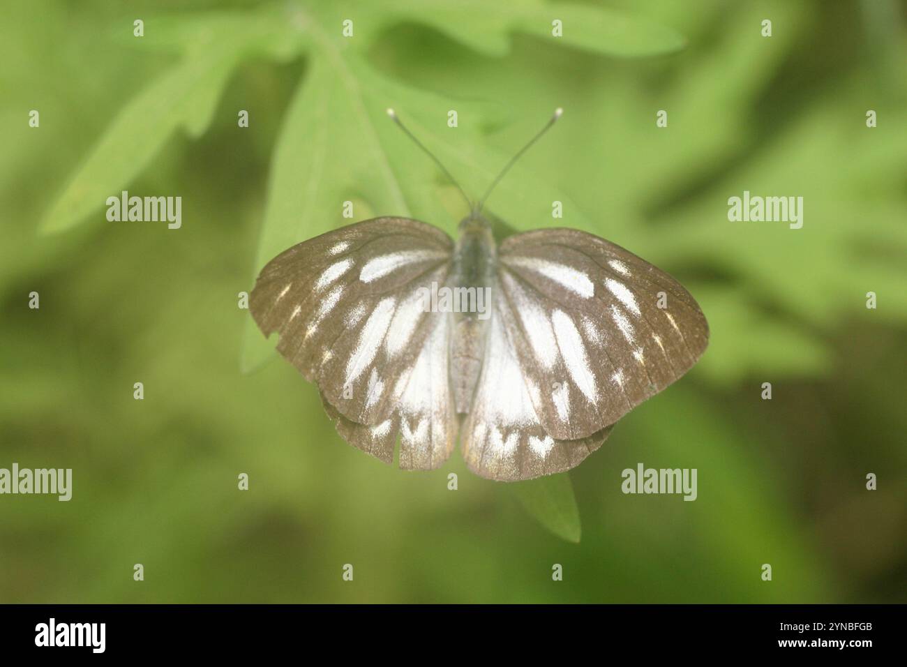 Common Gull (Cepora nerissa Stock Photo - Alamy