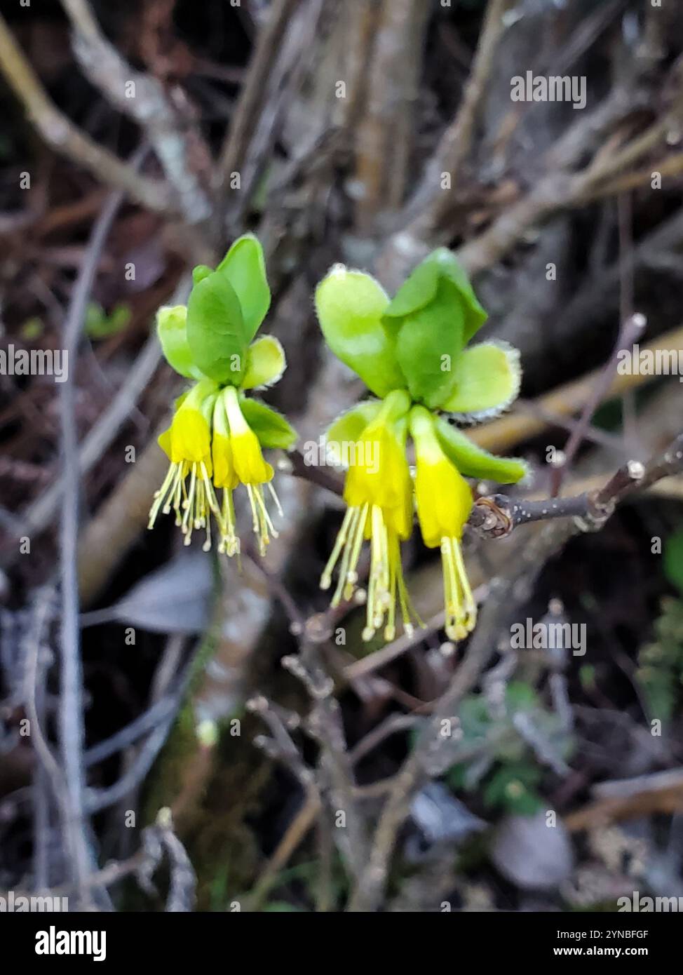Western Leatherwood (Dirca occidentalis Stock Photo - Alamy