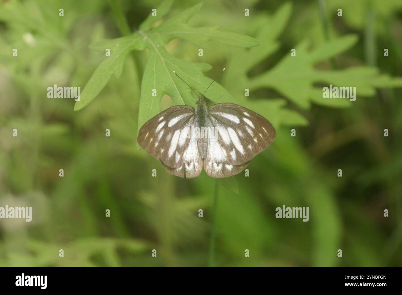 Cepora nerissa hi-res stock photography and images - Alamy