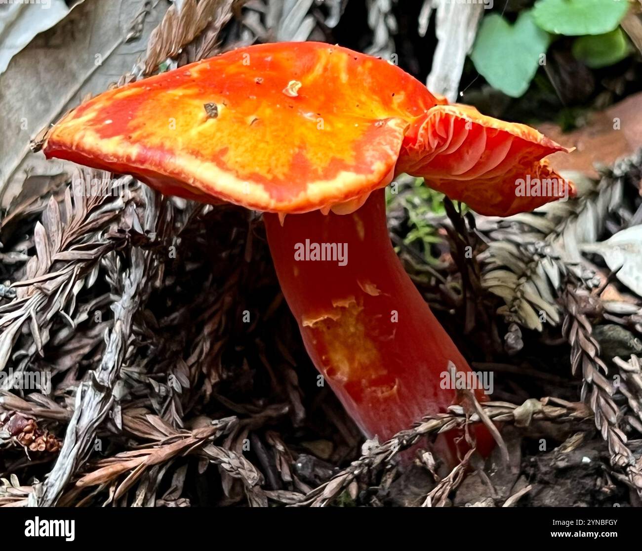 Scarlet Waxy Cap (Hygrocybe coccinea Stock Photo - Alamy