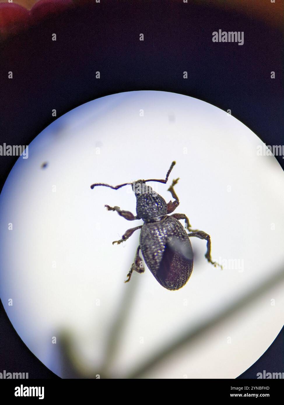 Strawberry Root Weevil (Otiorhynchus ovatus Stock Photo - Alamy