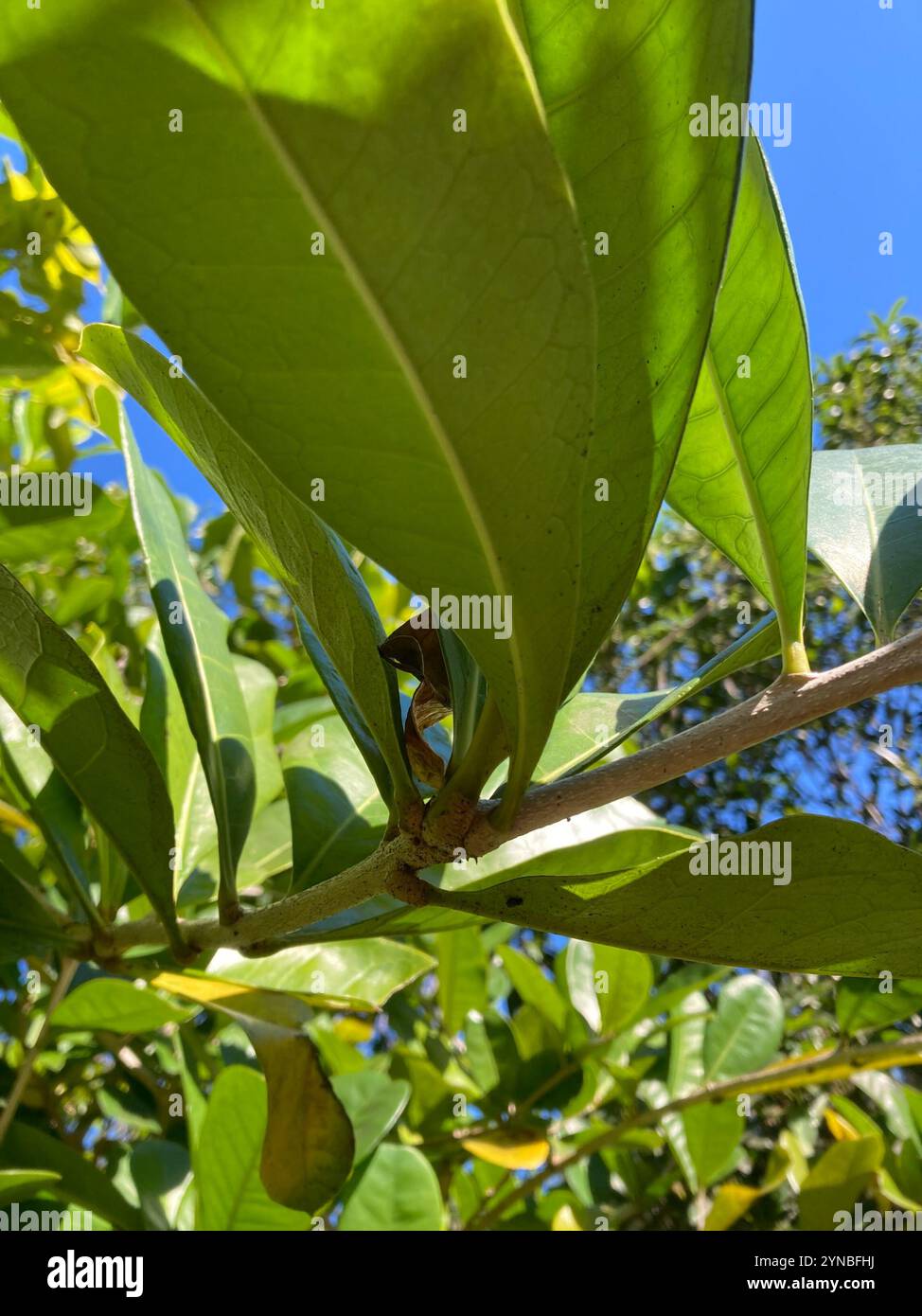 black calabash (Amphitecna latifolia Stock Photo - Alamy